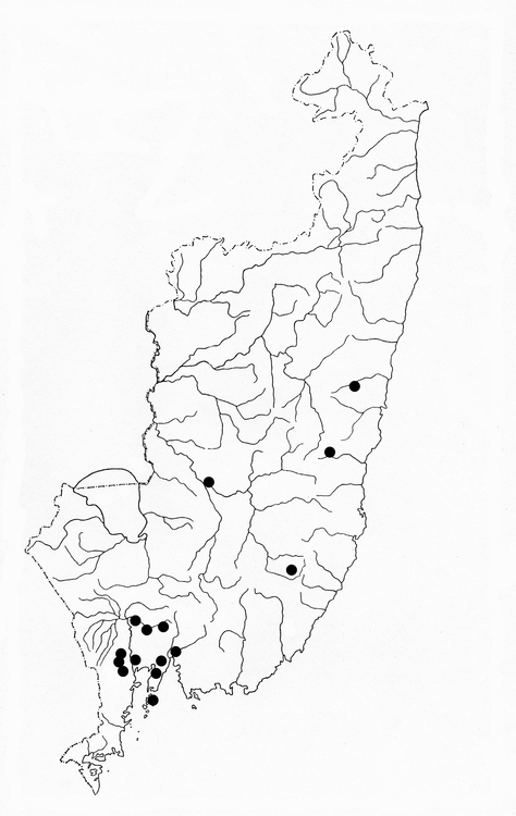 Пион горный – Paeonia oreogeton S. Moore